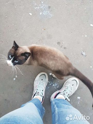 Сиамский кот