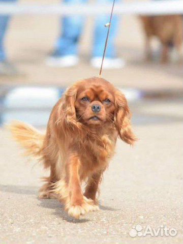 Кавалер кинг чарльз спаниель