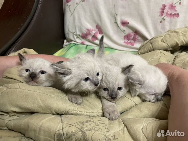 Невская маскарадная котята