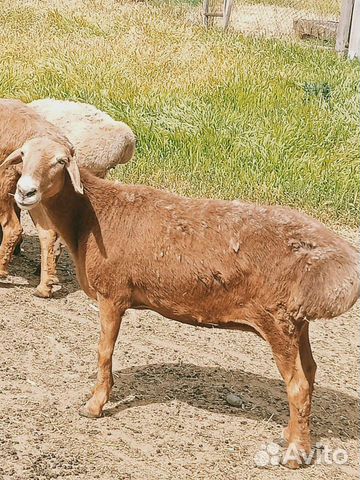 Курдючные матки