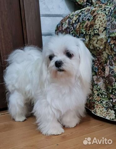 Вязка мини мальтезе РКФ