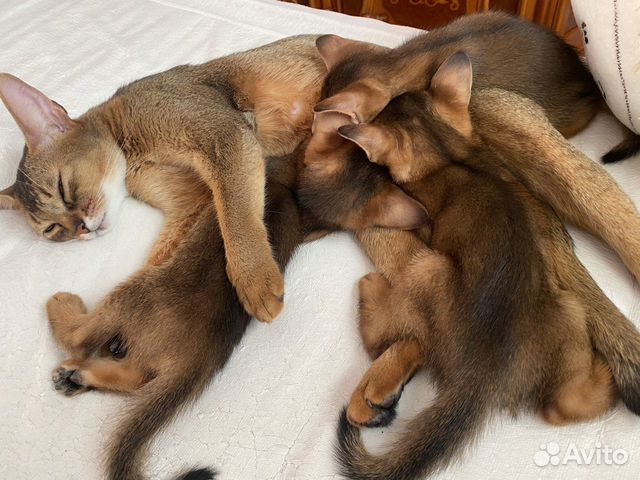 Абиссинская
