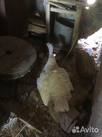 Индюшка с индюшатами