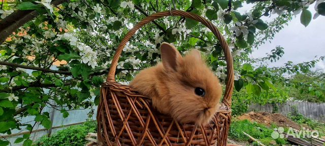 Крольчата месячные, карликовые