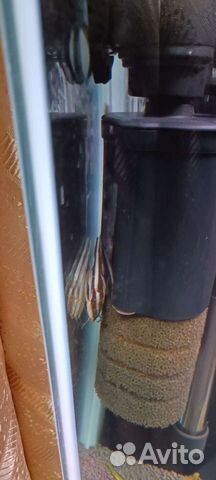 Рыбки платидорас