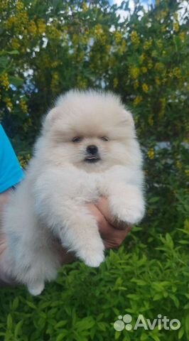 Кремовый малыш