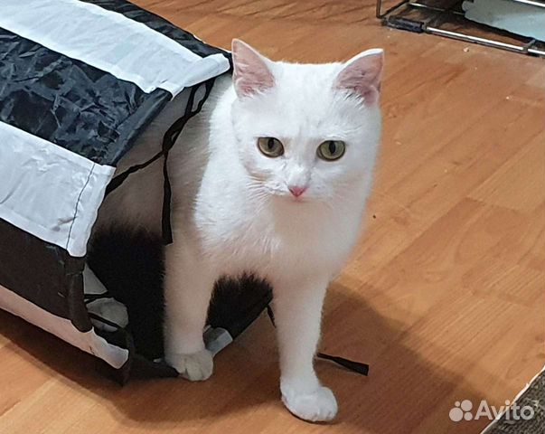 Чисто белая молоденькая кошечка