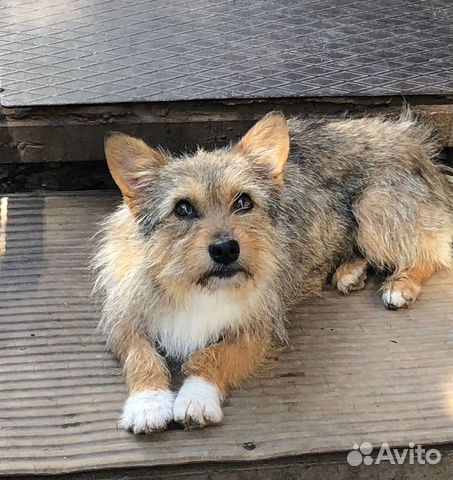 Милая Холли, малышка ищет дом