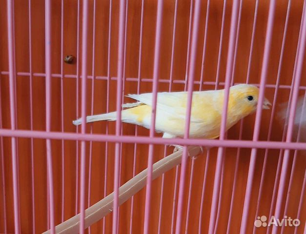 Кенар, канарейка