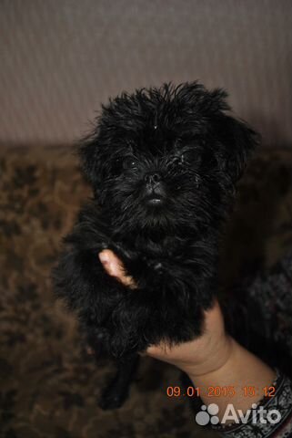 Щенок аффенпинчера