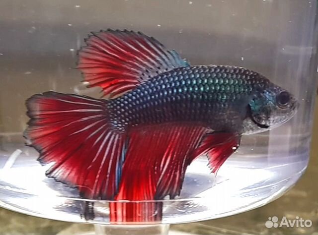 Петушки Халфмун