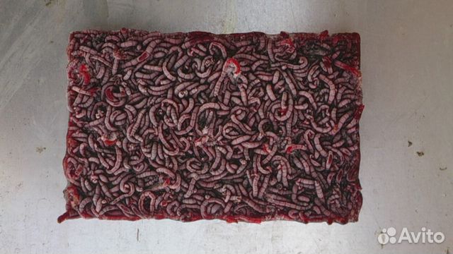Мотыль крупный и мелкий