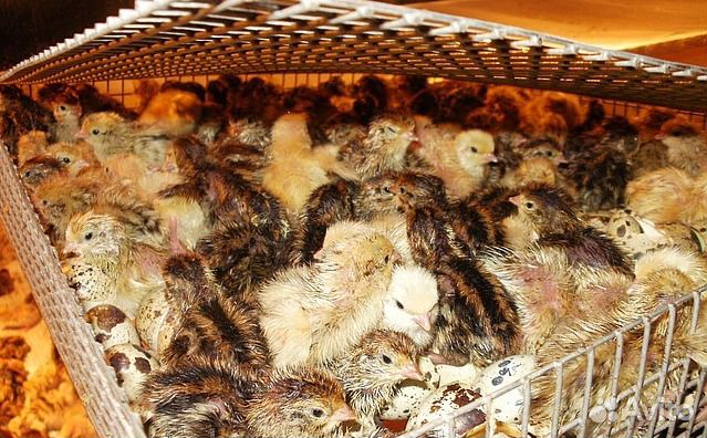 Перепелята