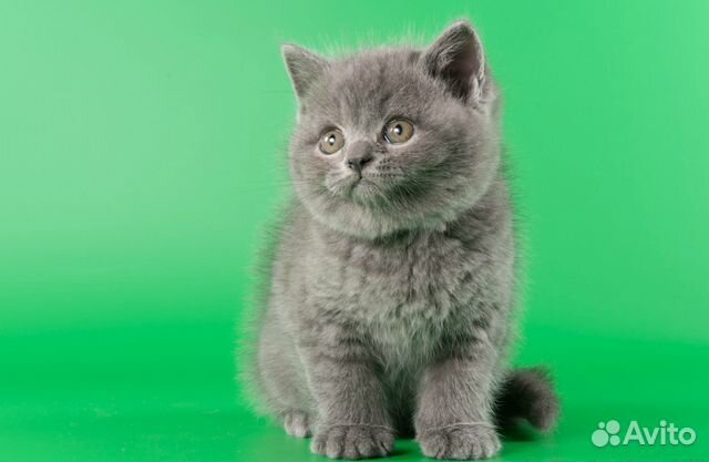 Крупные котята Джон и Джо