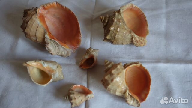 Раковины для аквариума