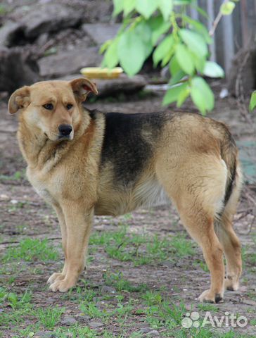 Собака-очаровака