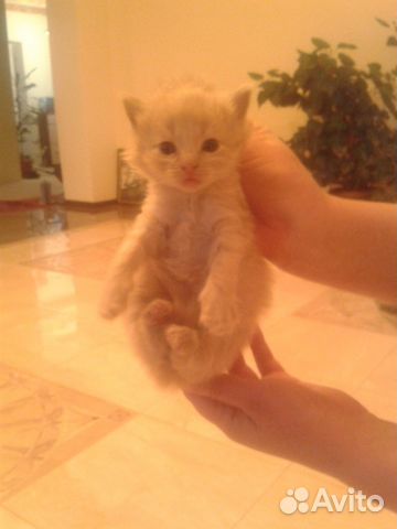 Полуперсидские котята