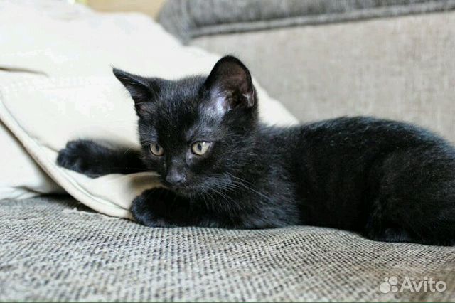 Черный мальчик 3,5 месяца