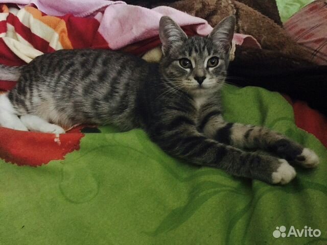 Очень красивая и веселая кошка только Вам