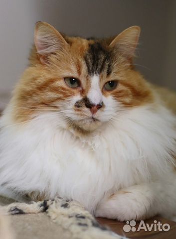 Алиса - трехцветная краса ищет дом