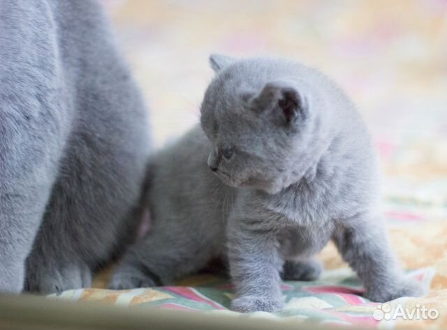 Британский котенок - медвежонок