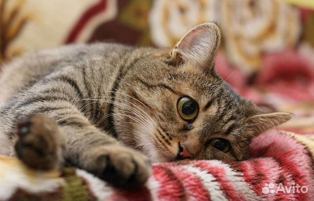 Стерилизованная котодевочка Мариша