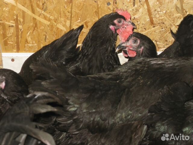 Инкубационное яйцо "синь синь дянь"