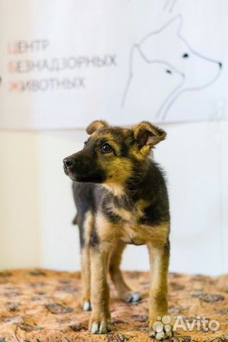 Щенок из Центра Безнадзорных Животных