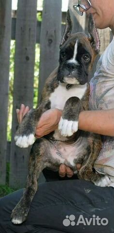 Щенок немецкого боксера, мальчик