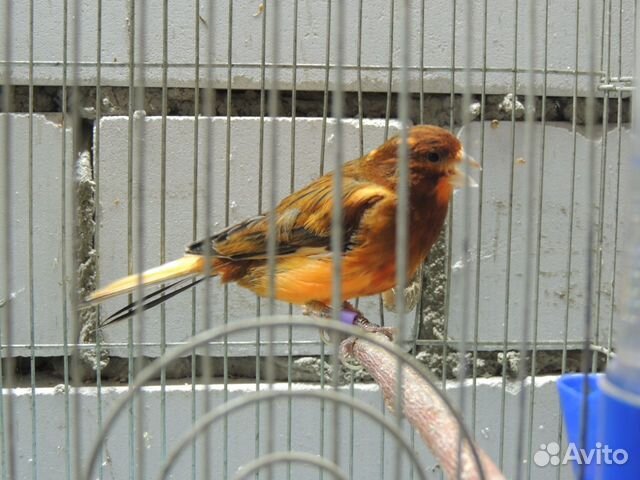 Продажа канареек