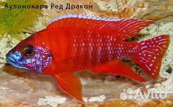 Аулонокары коллекция