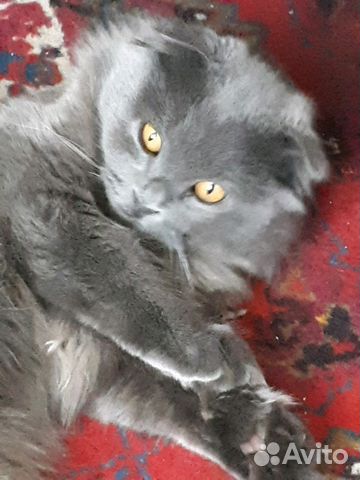 Кот приглашает на вязку