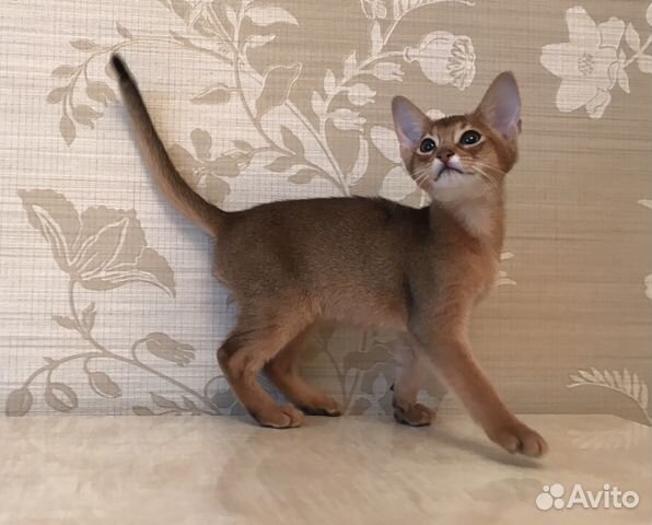 Абиссинский Котик Филат