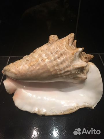 Раковина, ракушка морская стромбус гигас