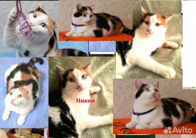 Никки, чудесная гладкошерстная яркая тигруля