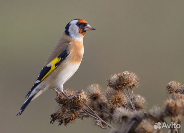 Щегол и другие лесные птицы
