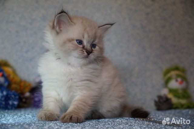 Тайна Байкала