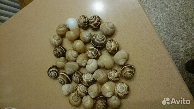 Ракушки виноградной улитки