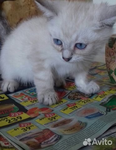 Продажа котенка сиамского