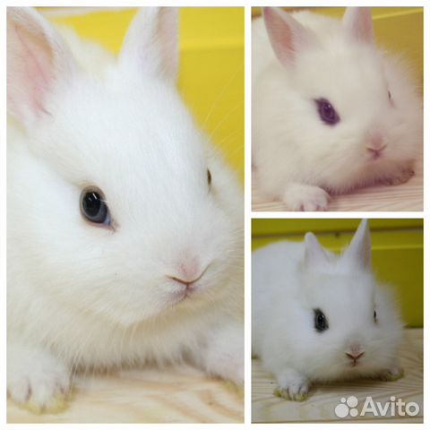 Огромный выбор карликовых крольчат