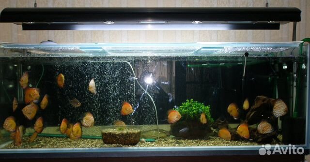 Продам выставочный аквариум 600л