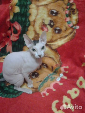Кошка сфинкс