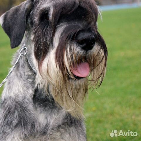 Красивый парень приглашает на свидание дам