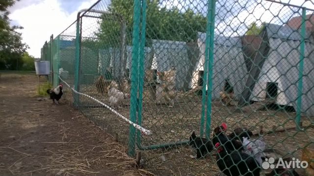 Птичий дом. Цыплята. Гусята. Инкубационное яйцо