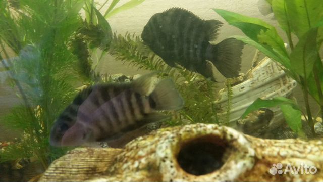 Цихлозомы полосатые