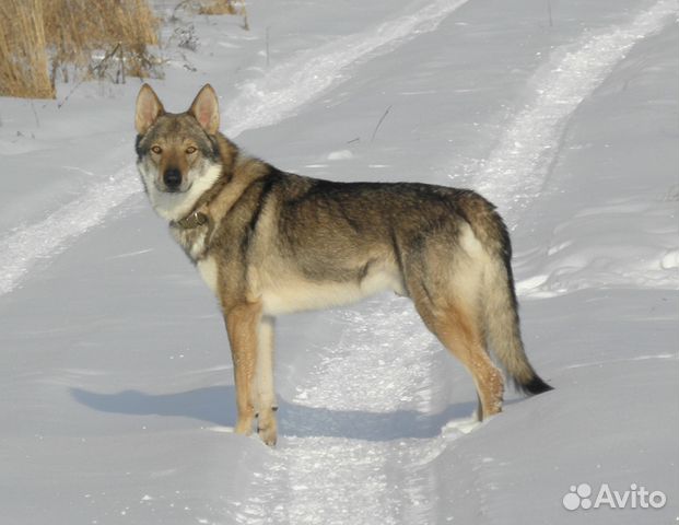 Щенки Чехословацкого влчака