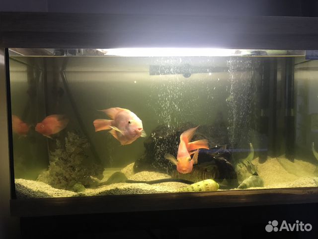 Аквариум с рыбками