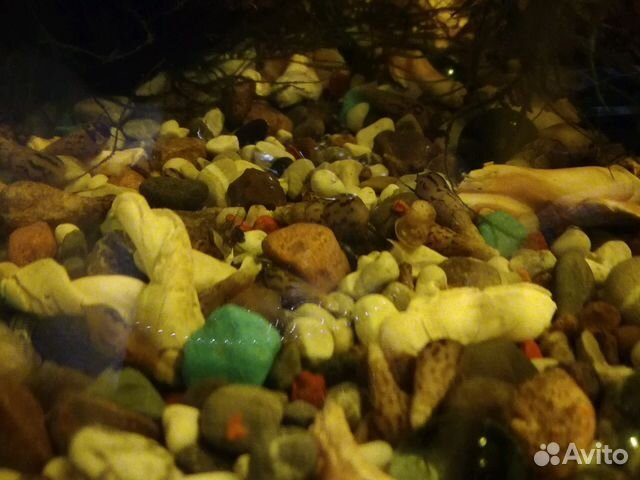 Улитки мелании