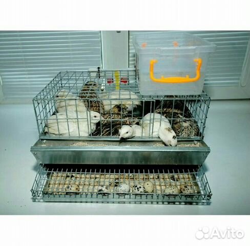Клетка для перепелов