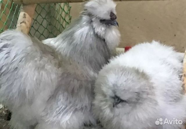 Китайская шёлковая Черная,Белая,Голубая сплэш